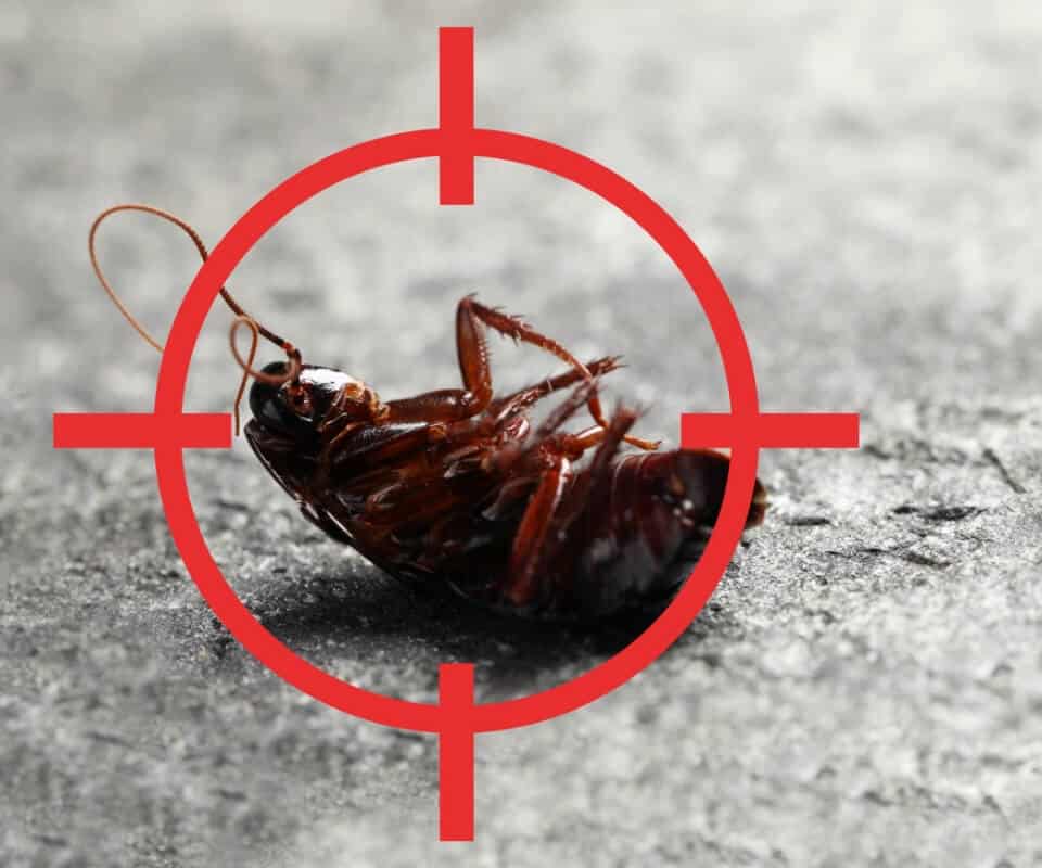 Licensed Exterminators in Lexington, SC | Carolina Pest Controls