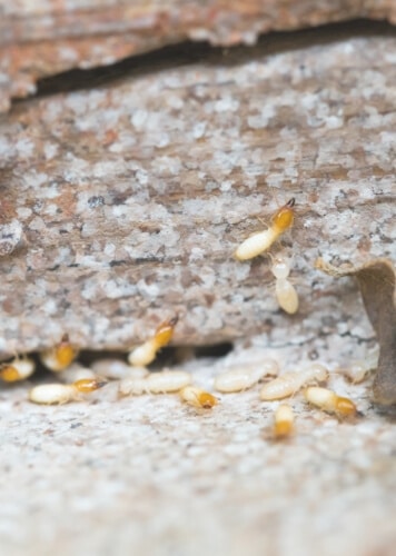 Licensed Exterminators in Lexington, SC | Carolina Pest Controls